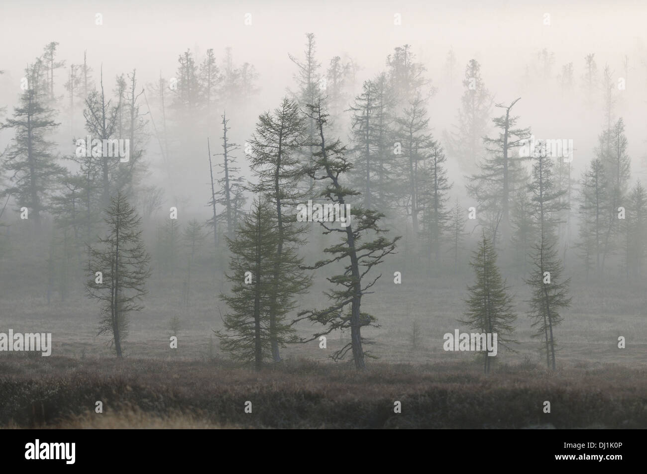 Swampy larch forests on the eastern shore of Kronotskoye Lake ...