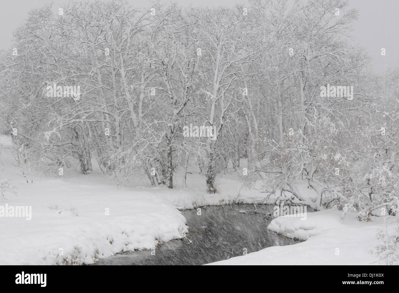 Russian rock birch tree hi-res stock photography and images - Alamy