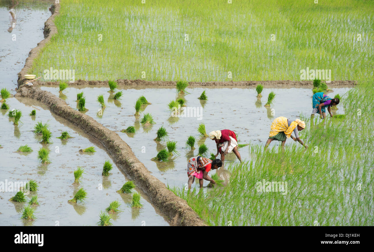 Indian women planting young rice plants in a paddy field. Andhra ...