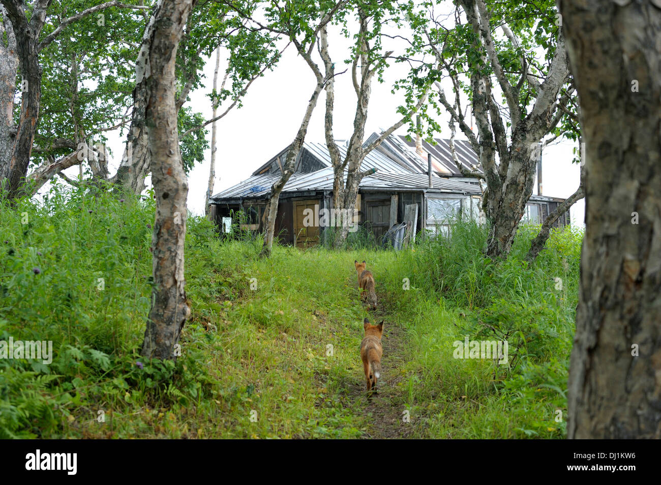Red fox at cabin hi-res stock photography and images - Alamy
