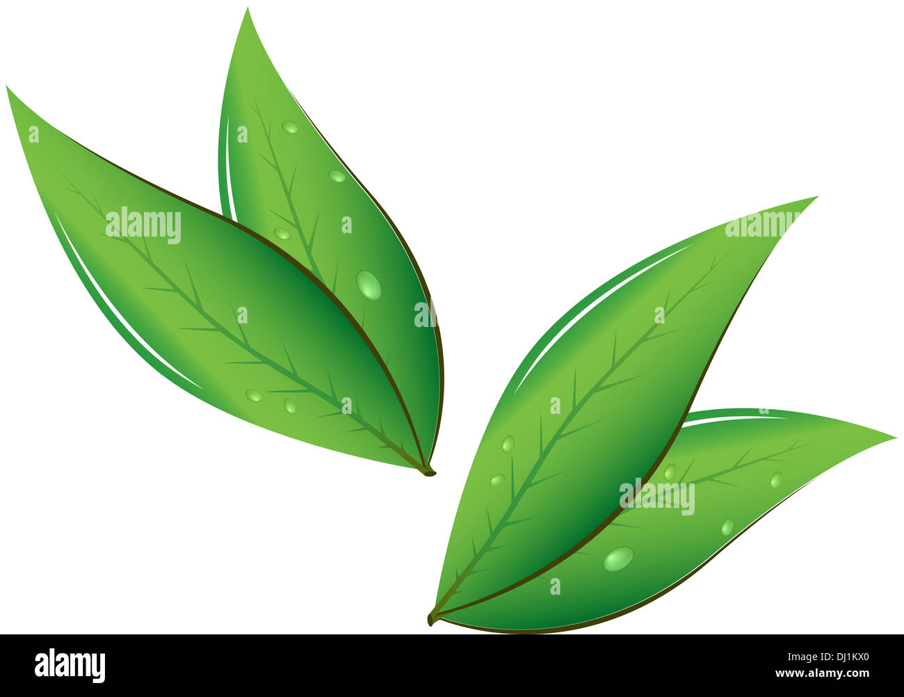 Tea leaves Vector illustration Stock Photo - Alamy