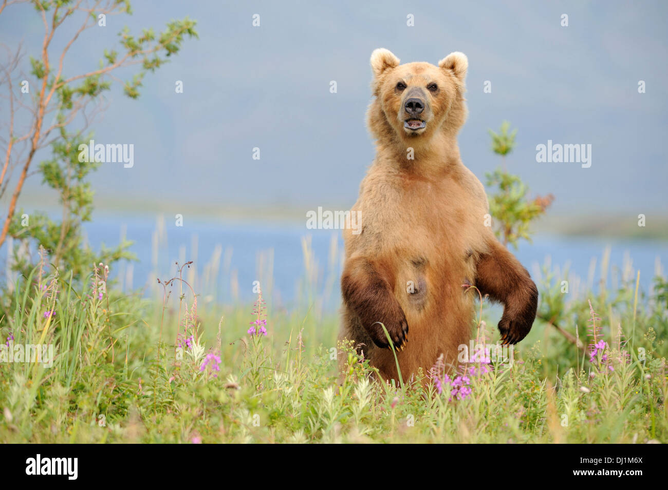 Kamtchatka Brown Bear (Ursus arctos beringianus). A wary she-bear ...