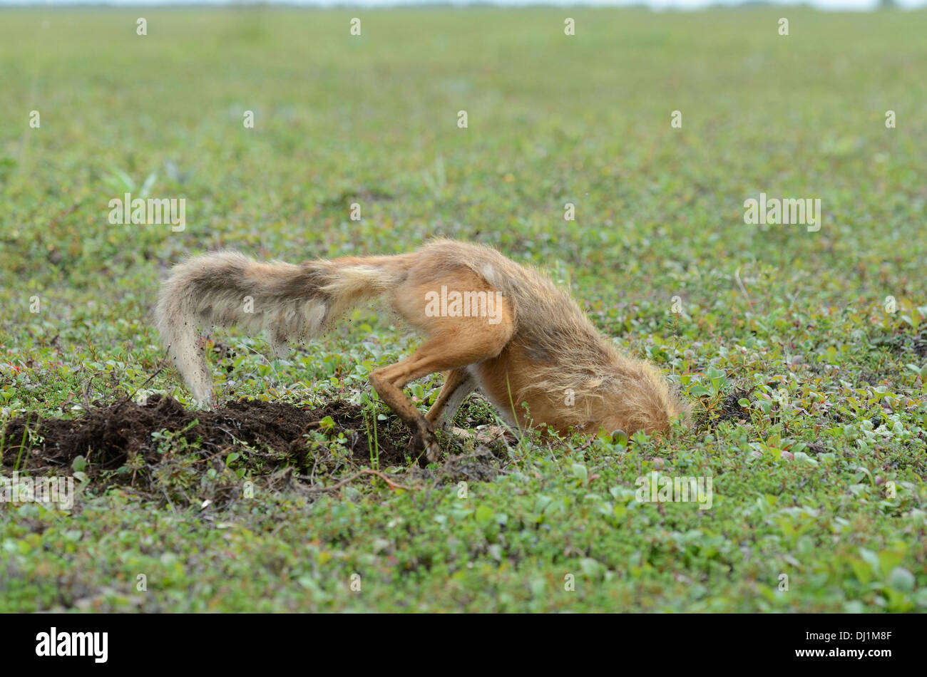Adult fox digging hi-res stock photography and images - Alamy