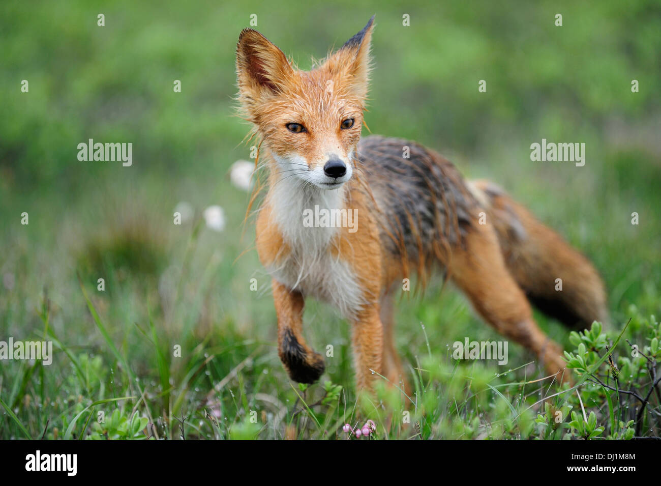 Red Fox (Vulpes vulpes). Adult fox wet with dew. Kronotsky Zapovednik ...