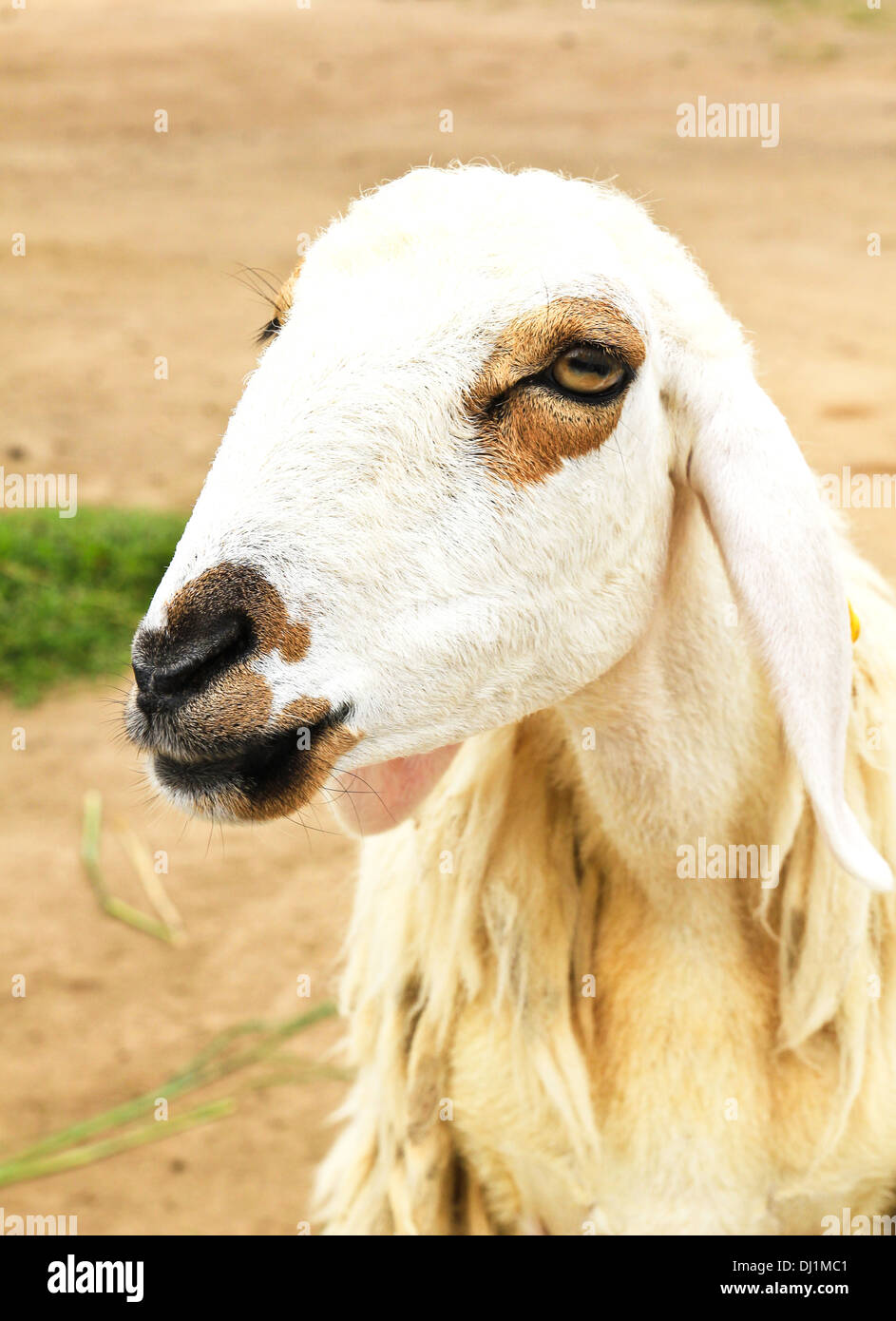 Fat sheep hi-res stock photography and images - Alamy