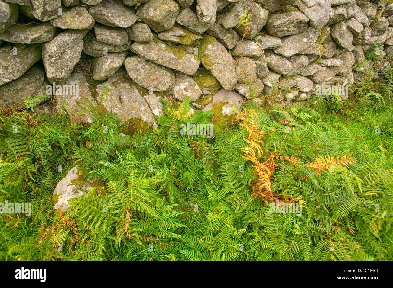 stone-wall on pasture land, Kerry / Ireland Stock Photo - Alamy