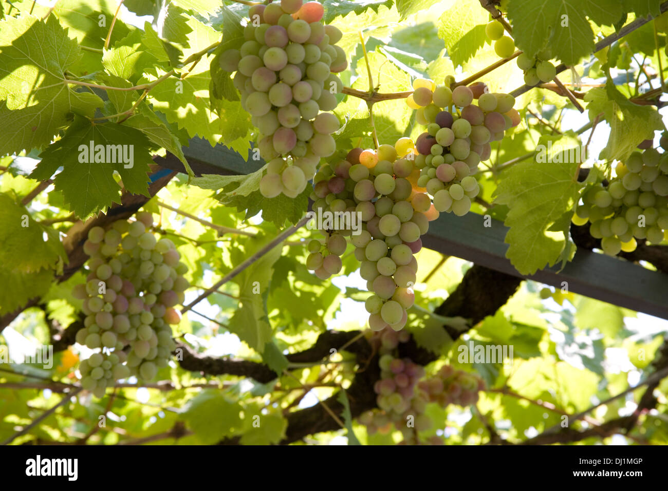 Overhead grapevine hi-res stock photography and images - Alamy