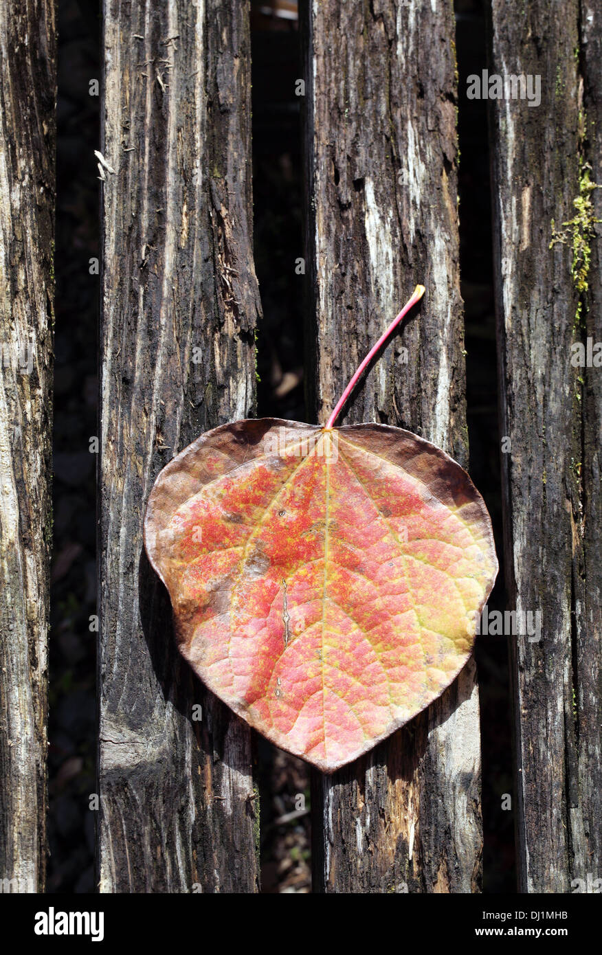 Fallen leaf hi-res stock photography and images - Alamy
