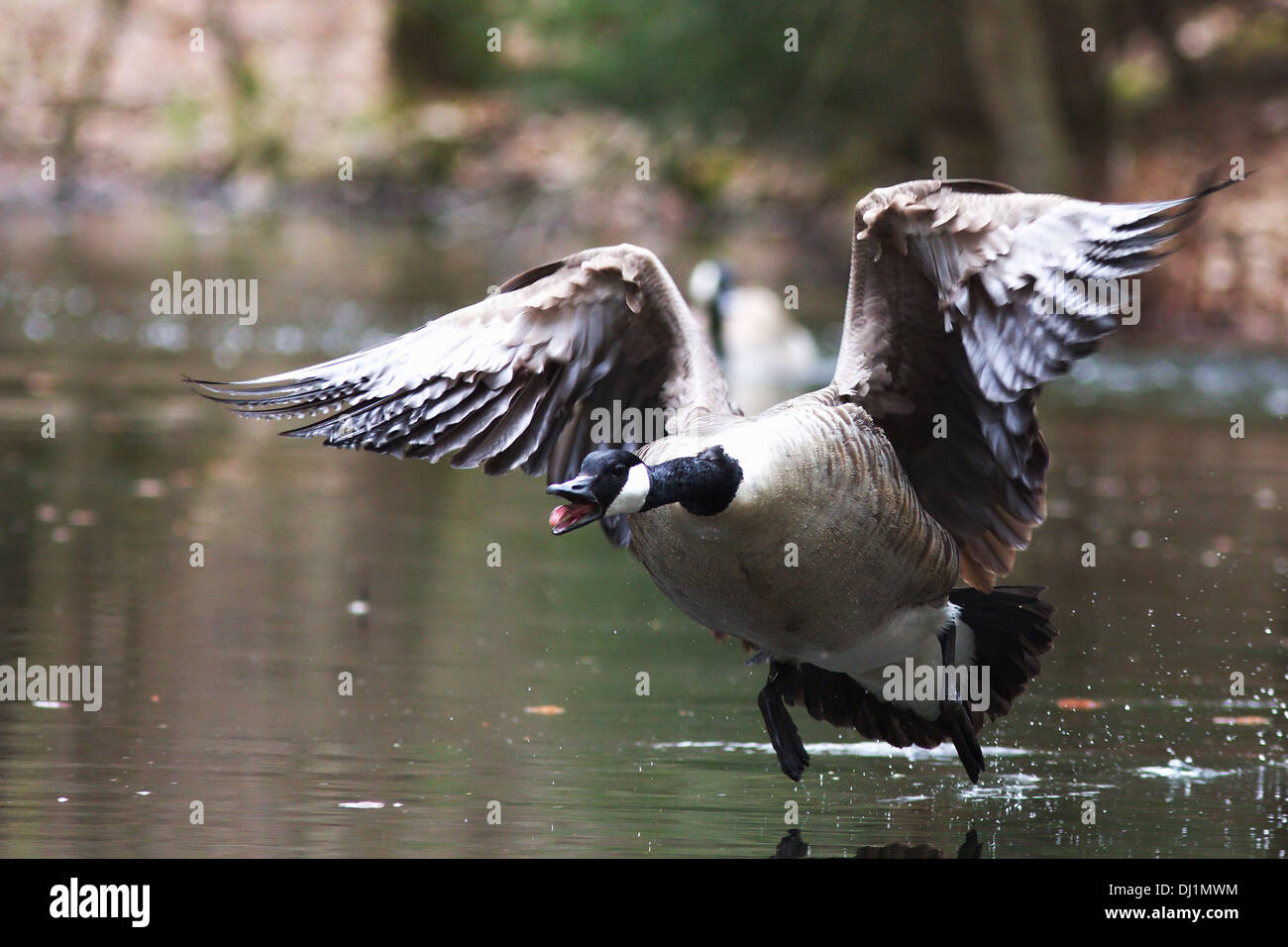 Geese attacking hi-res stock photography and images - Alamy