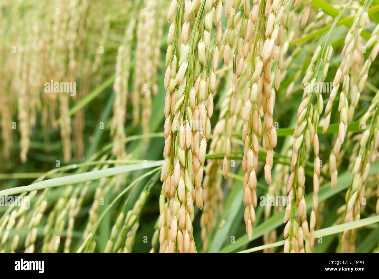 Grains of rice field near harvest Stock Photo - Alamy