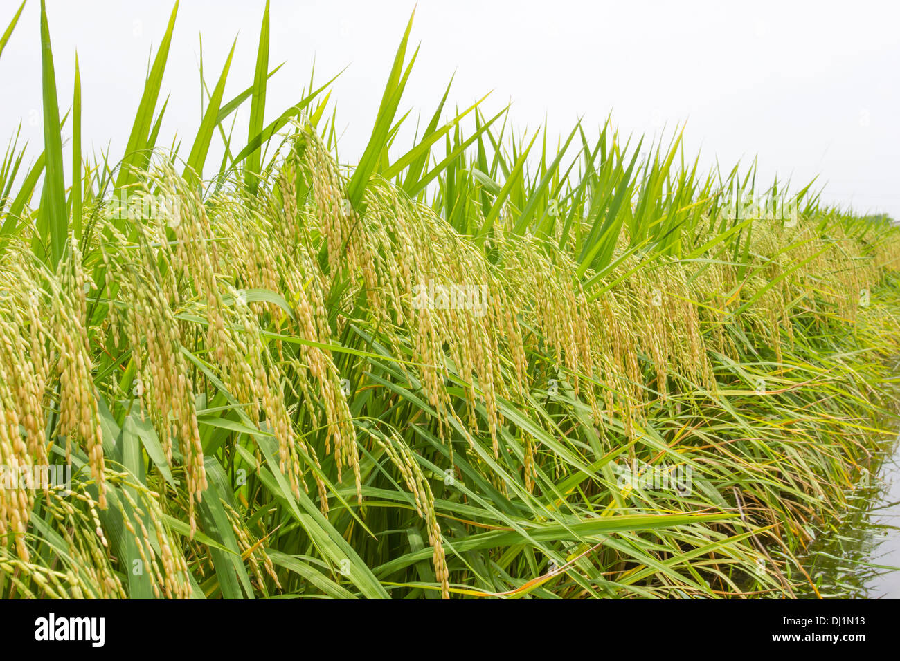 Grains of rice field near harvest Stock Photo - Alamy