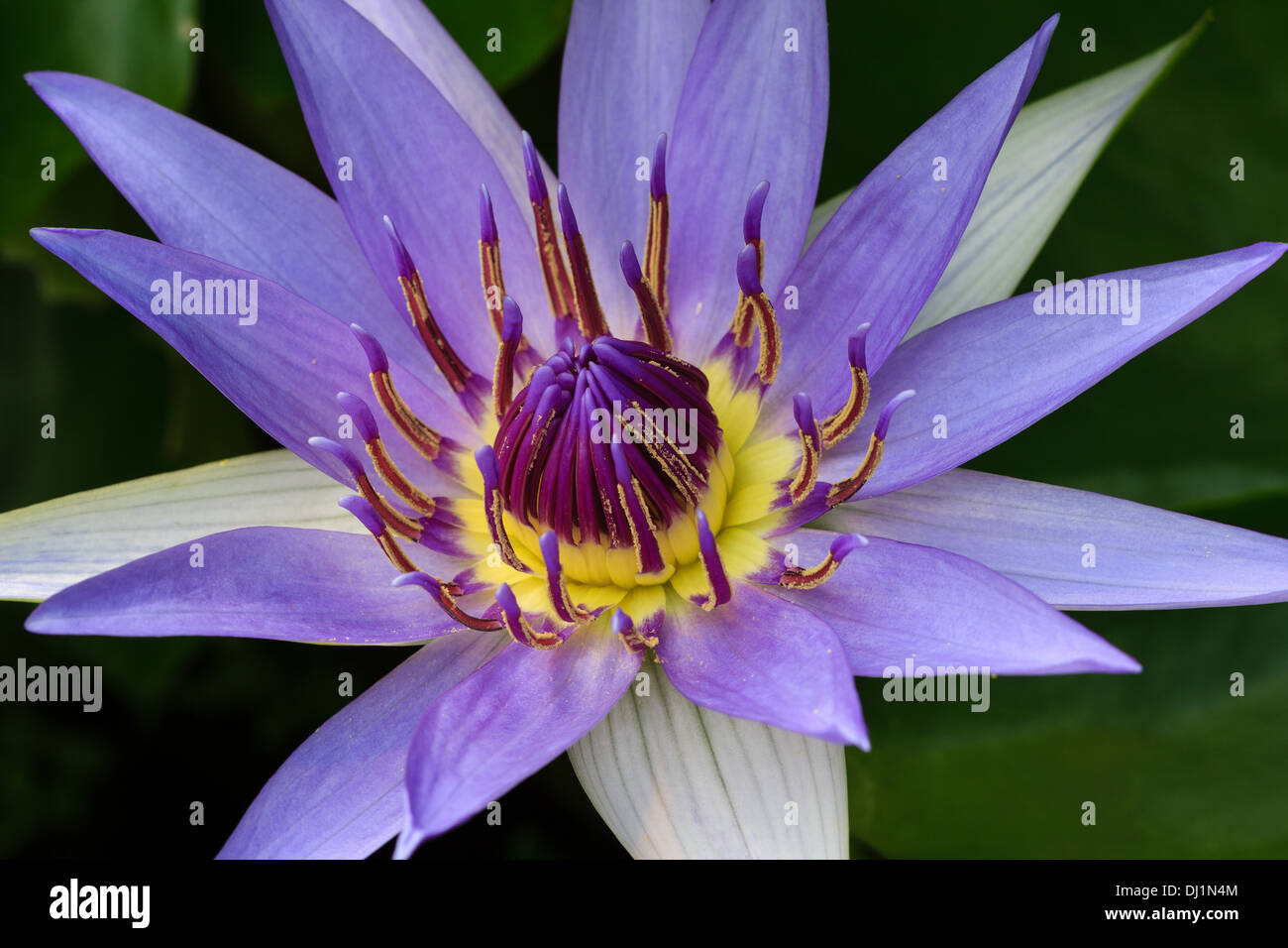 Nymphaea colorata, blue waterlily Stock Photo - Alamy