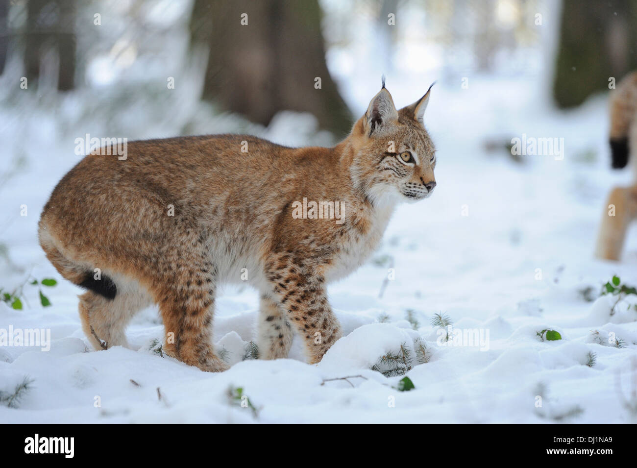 European Lynx (Felis lynx, Lynx lynx) standing in snowy forest Stock ...