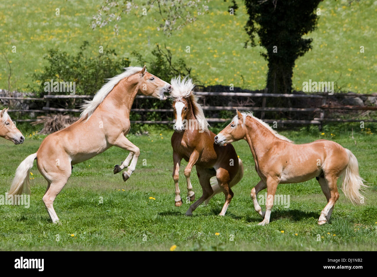 Chestnut stallion rearing raising hi-res stock photography and images ...