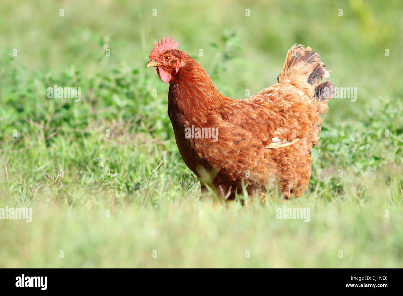 big hen walking in the green turf at the bio farm Stock Photo - Alamy