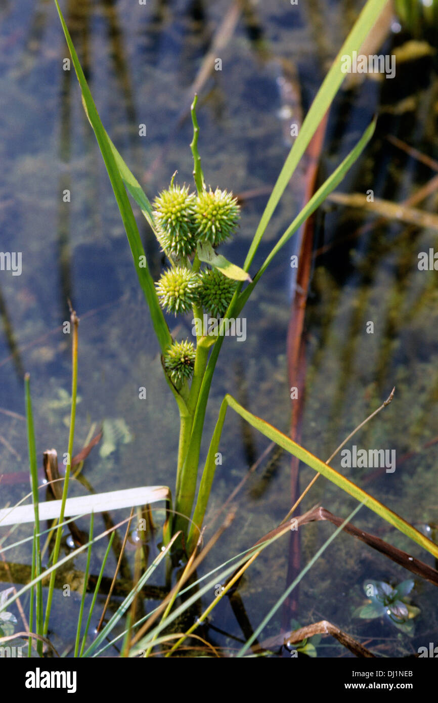 European Bur-reed (Sparganium emersum Stock Photo - Alamy