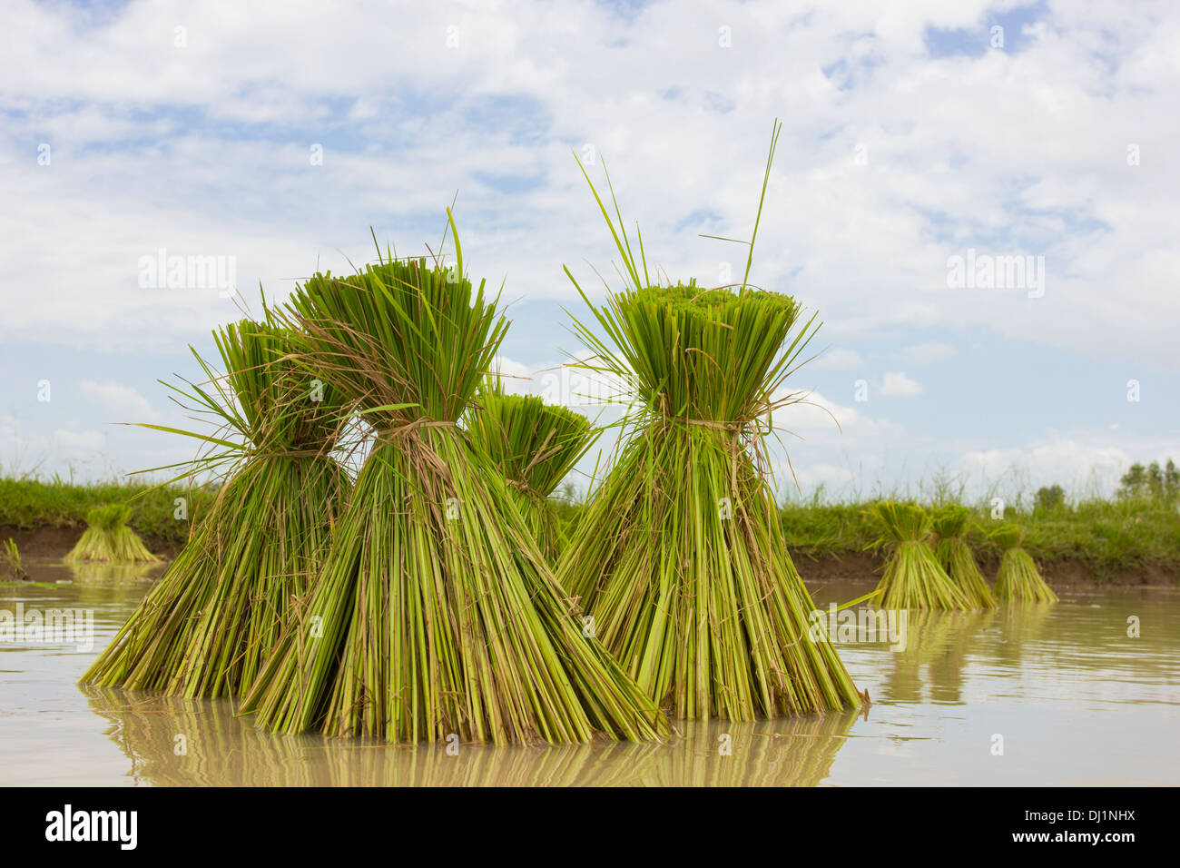 Rice seedlings on planting Stock Photo - Alamy