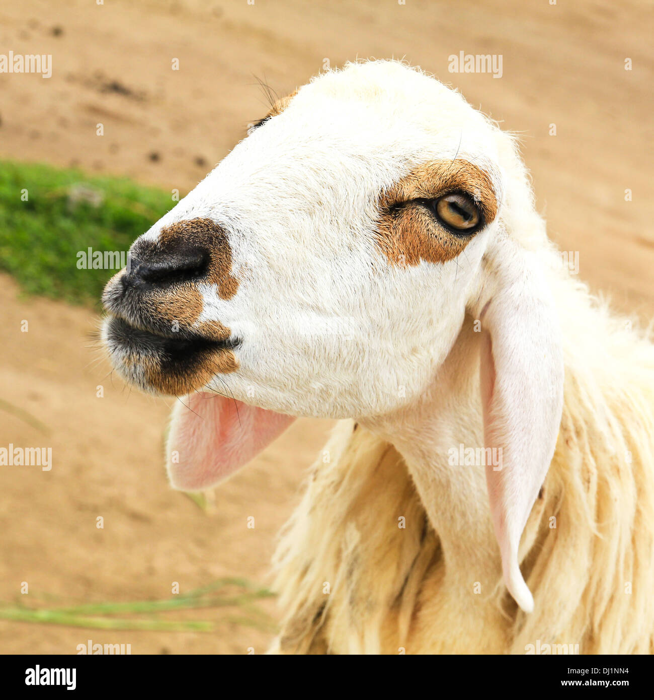 Sheep fat hi-res stock photography and images - Alamy