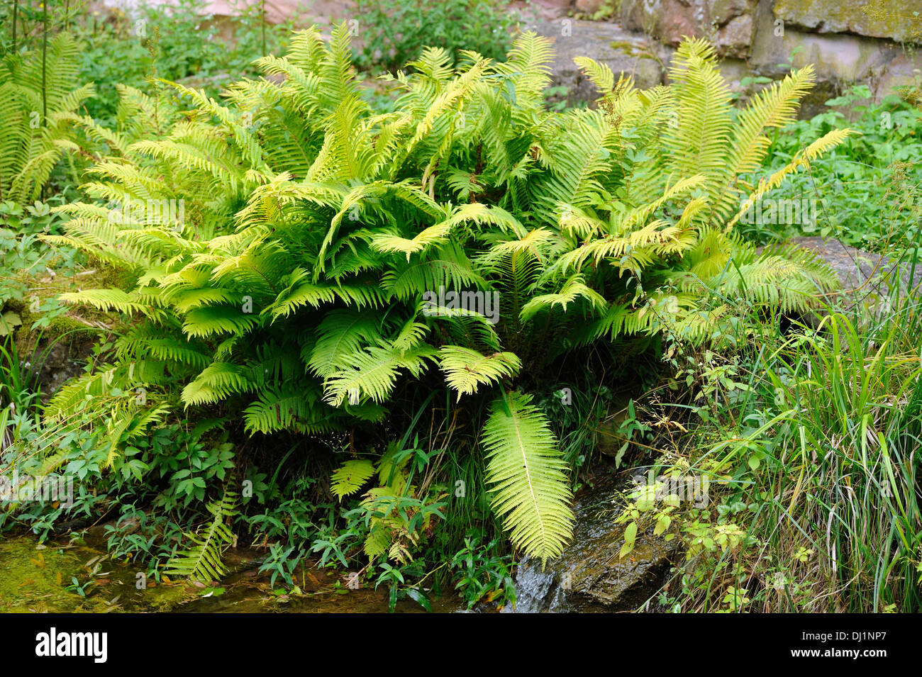 Common Male Fern Dryopteris filix-mas Stock Photo - Alamy