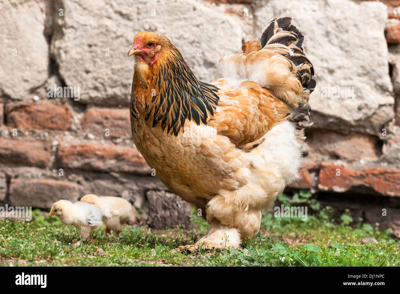 Domestic Chicken Brahma Chicken Gallus gallus domesticus Hen with ...