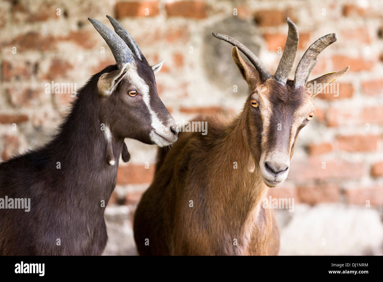 Domestic Goat Four-horned Goat Portrait adults Stock Photo - Alamy