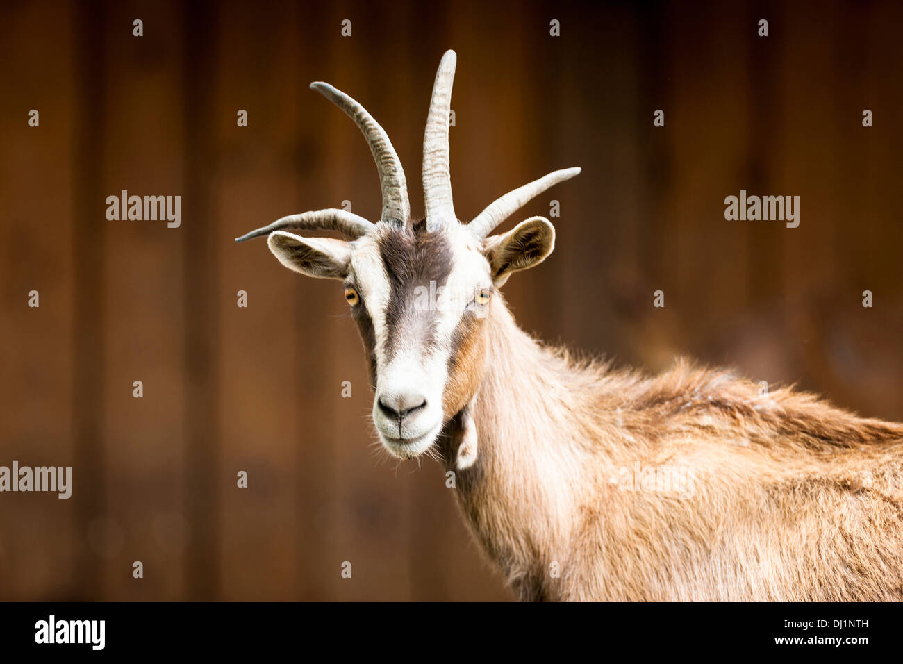 Four horned goat hi-res stock photography and images - Alamy