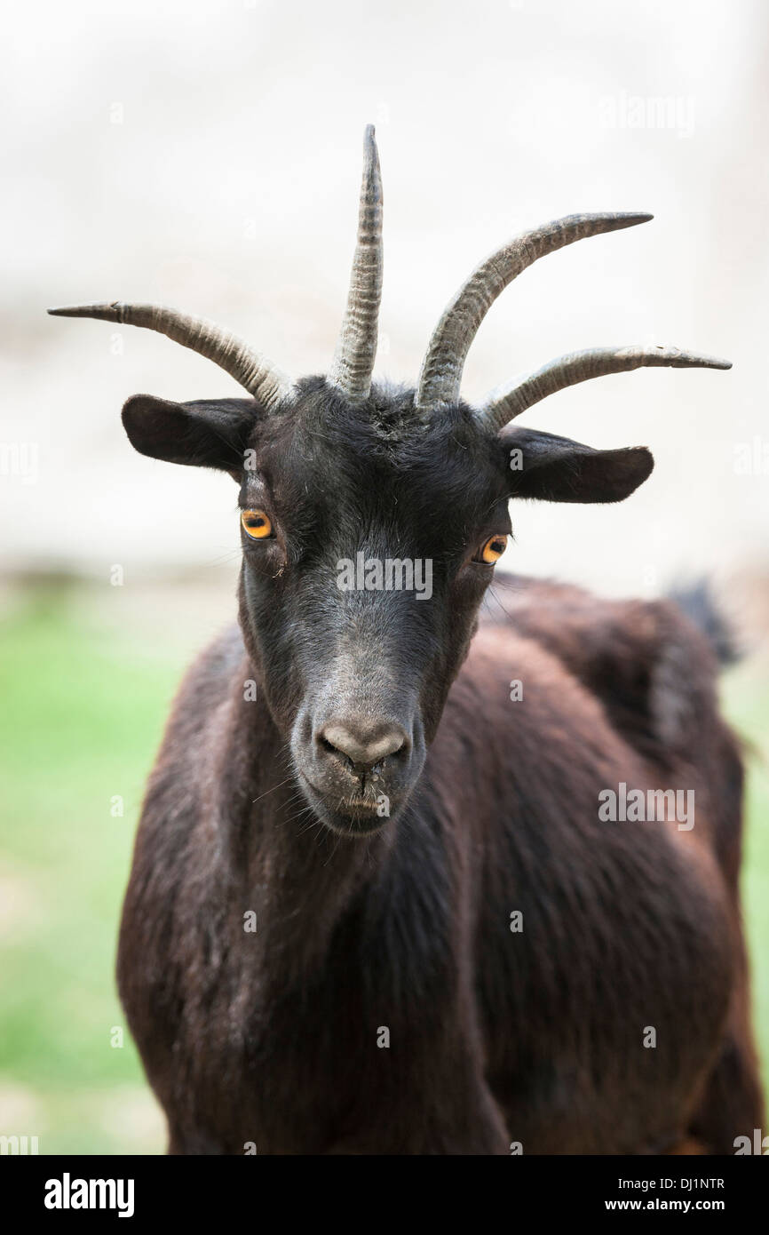 The horned goat hi-res stock photography and images - Alamy
