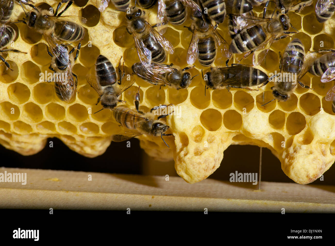 European Honey Bee Western Honey Bee Apis mellifera Apis mellifica ...