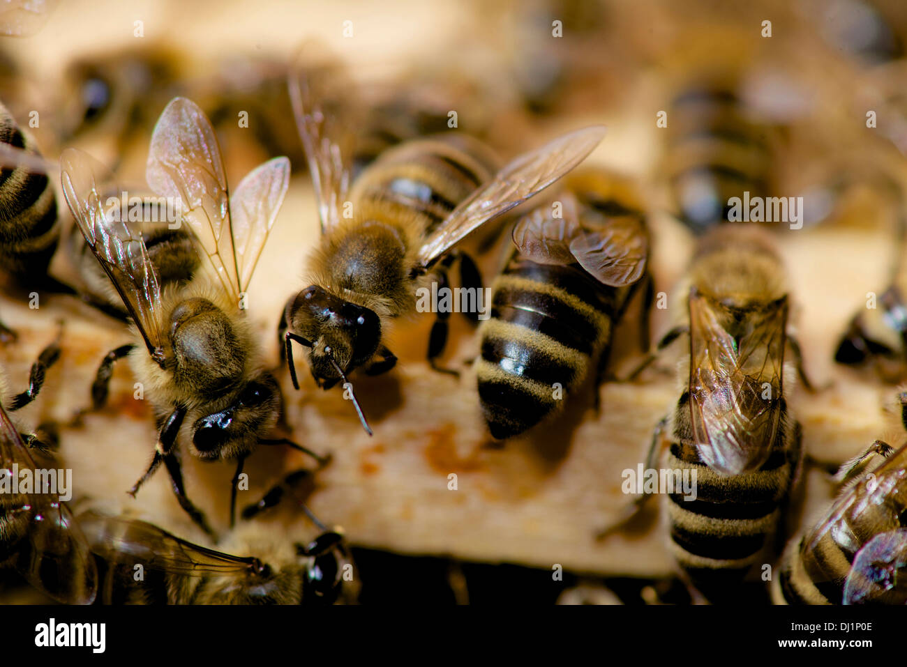 European Honey Bee Western Honey Bee Apis mellifera Apis mellifica ...