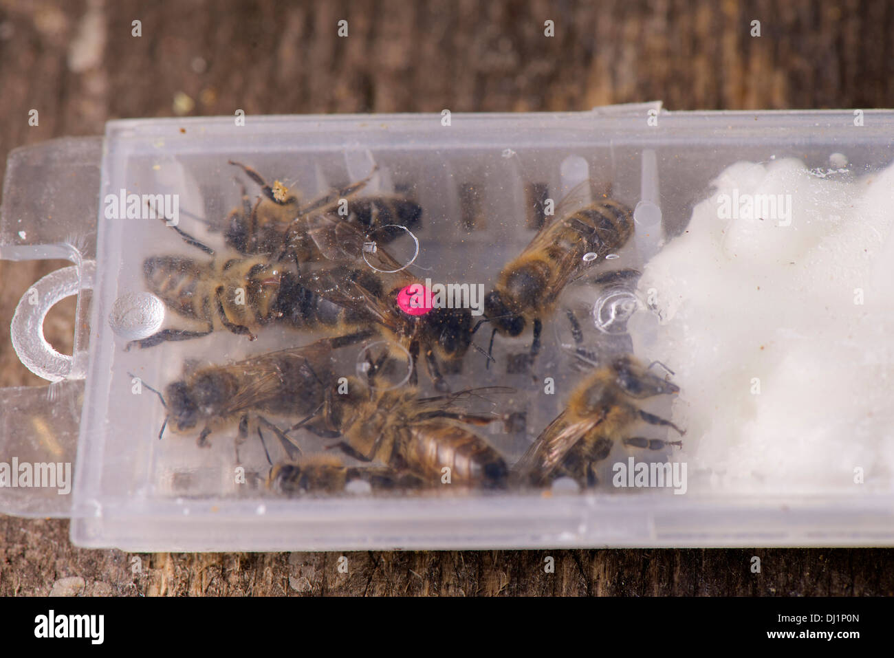 European Honey Bee Western Honey Bee Apis mellifera Apis mellifica Red ...