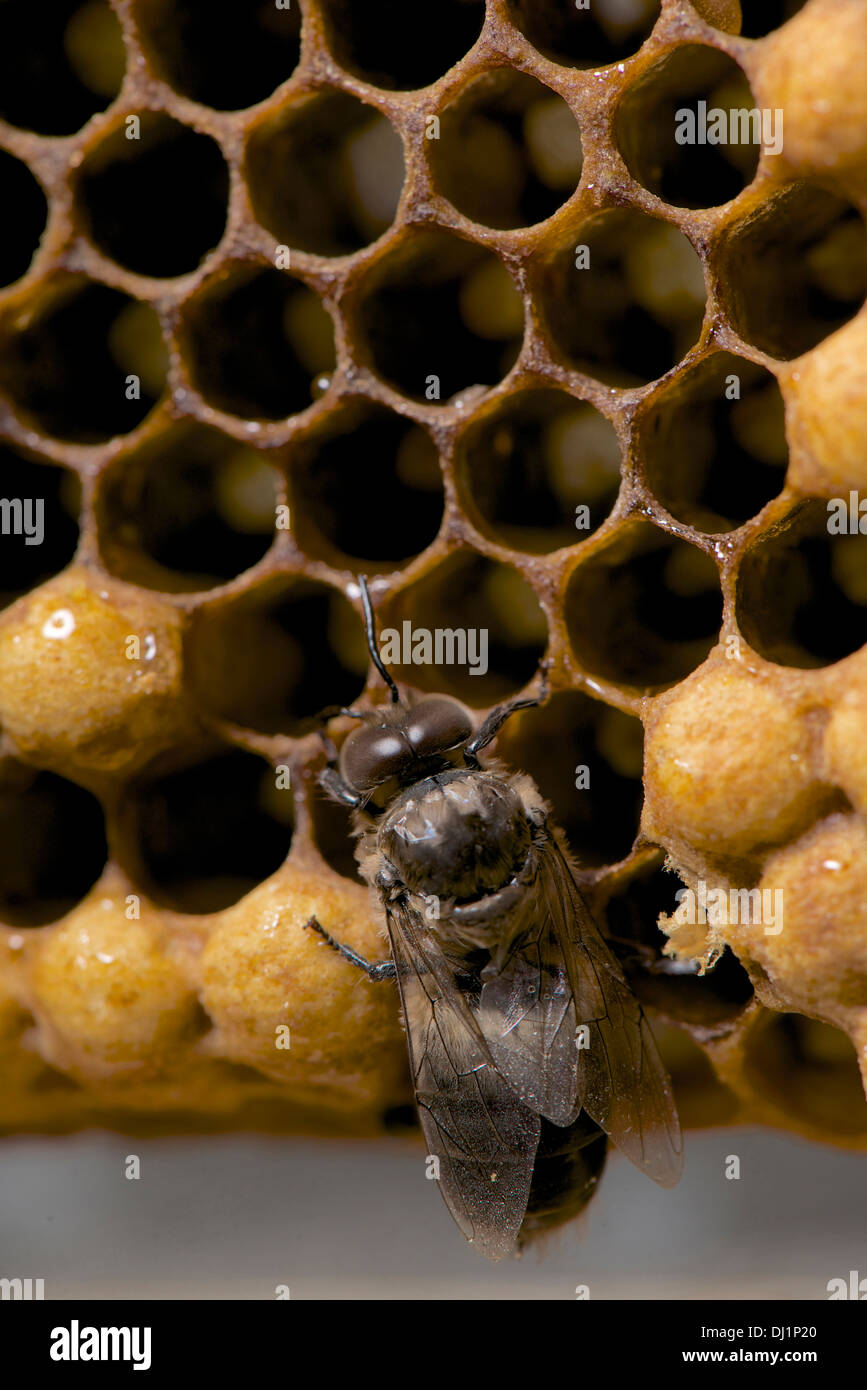 European Honey Bee Western Honey Bee Apis mellifera Apis mellifica ...