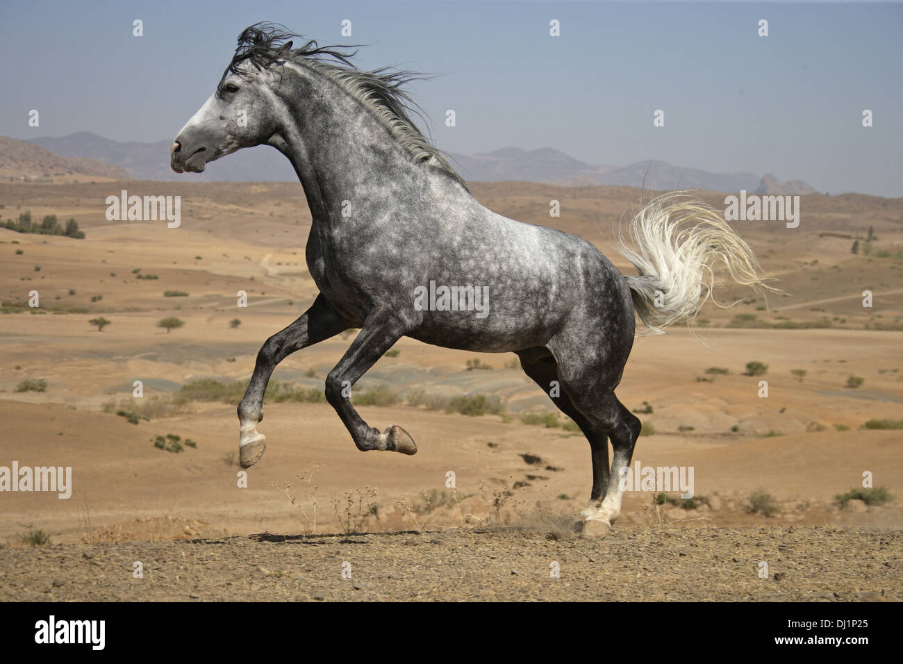 Arab-Barb Arabian-Barb Dapple gray adult bucking desert Stock Photo - Alamy