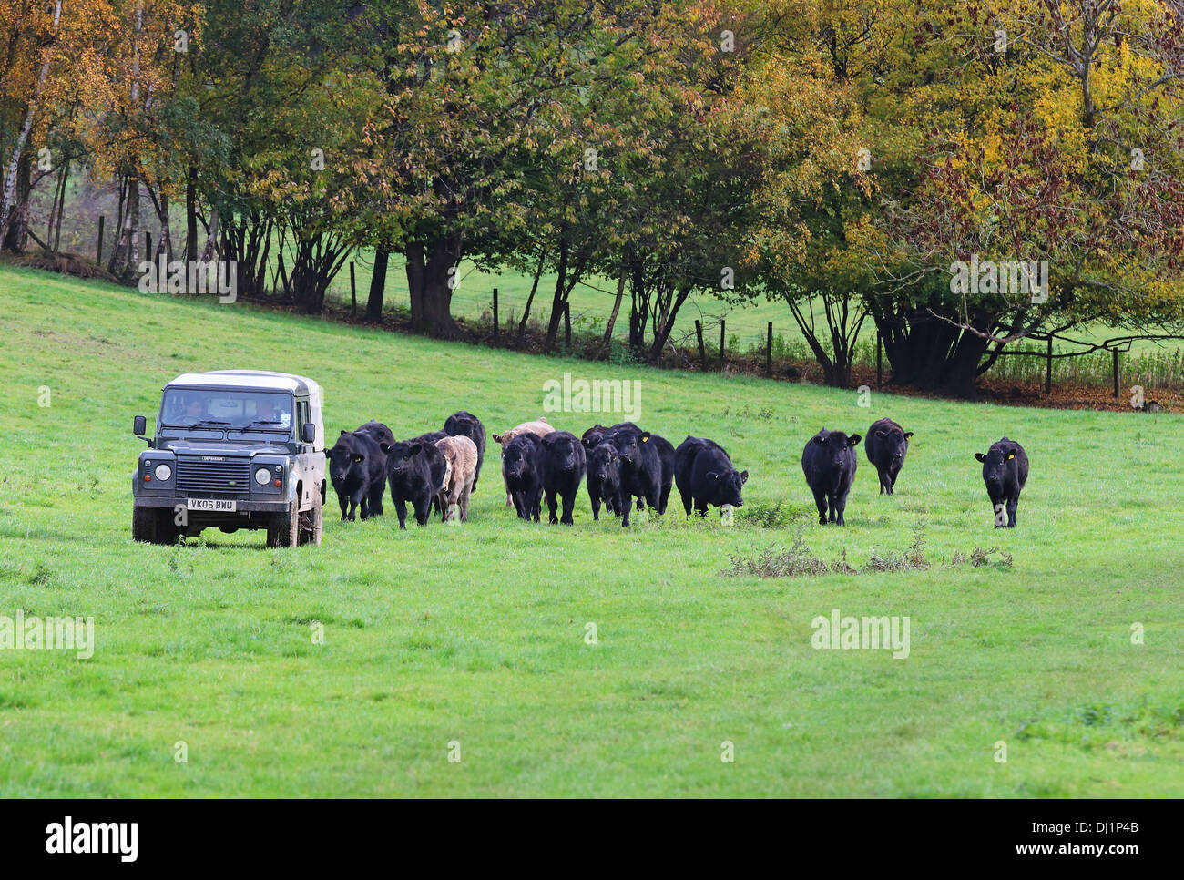 Beef cattle transport hi-res stock photography and images - Alamy