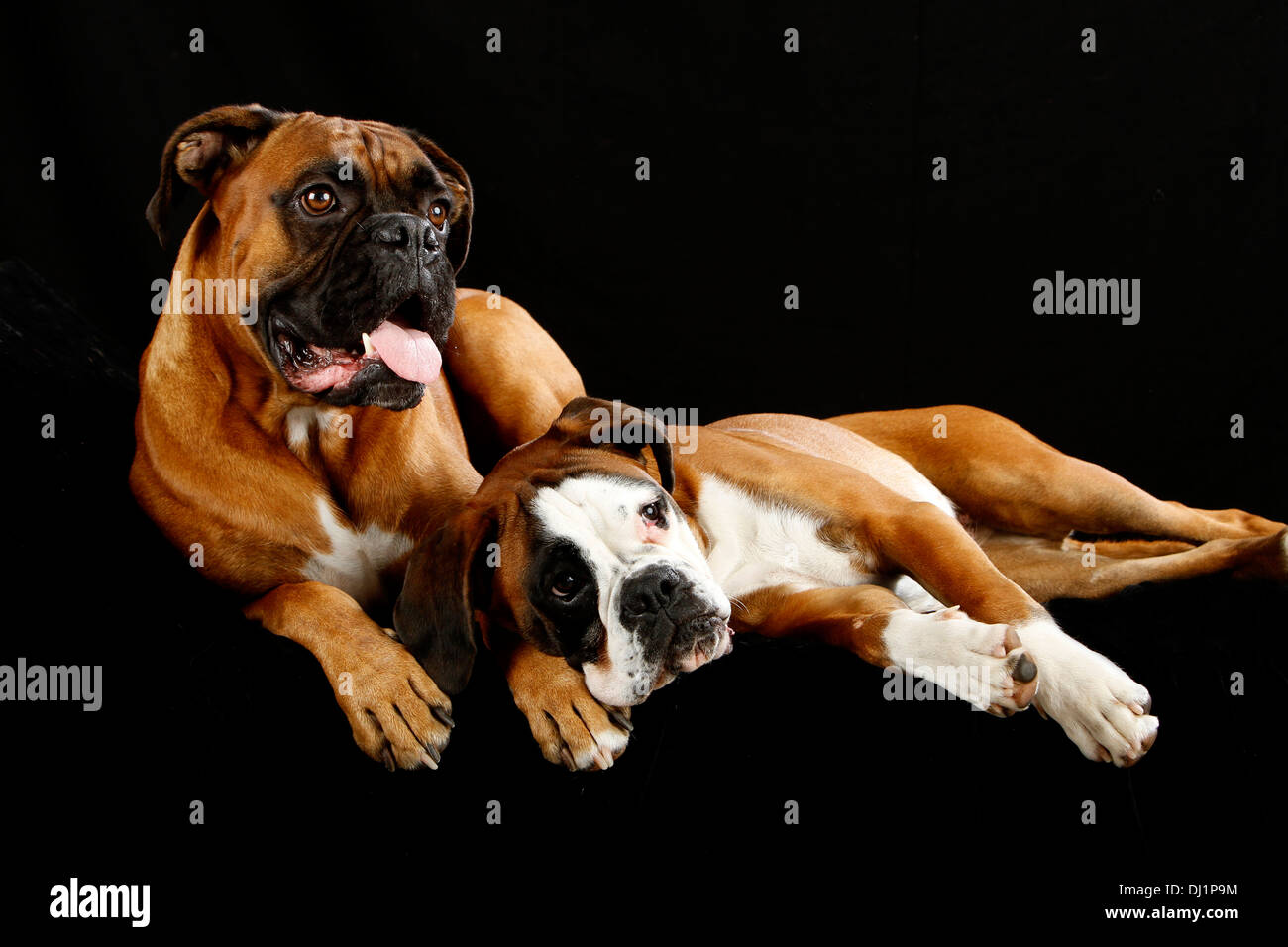 Boxer Two dogs laying next to each other Studio picture against black ...