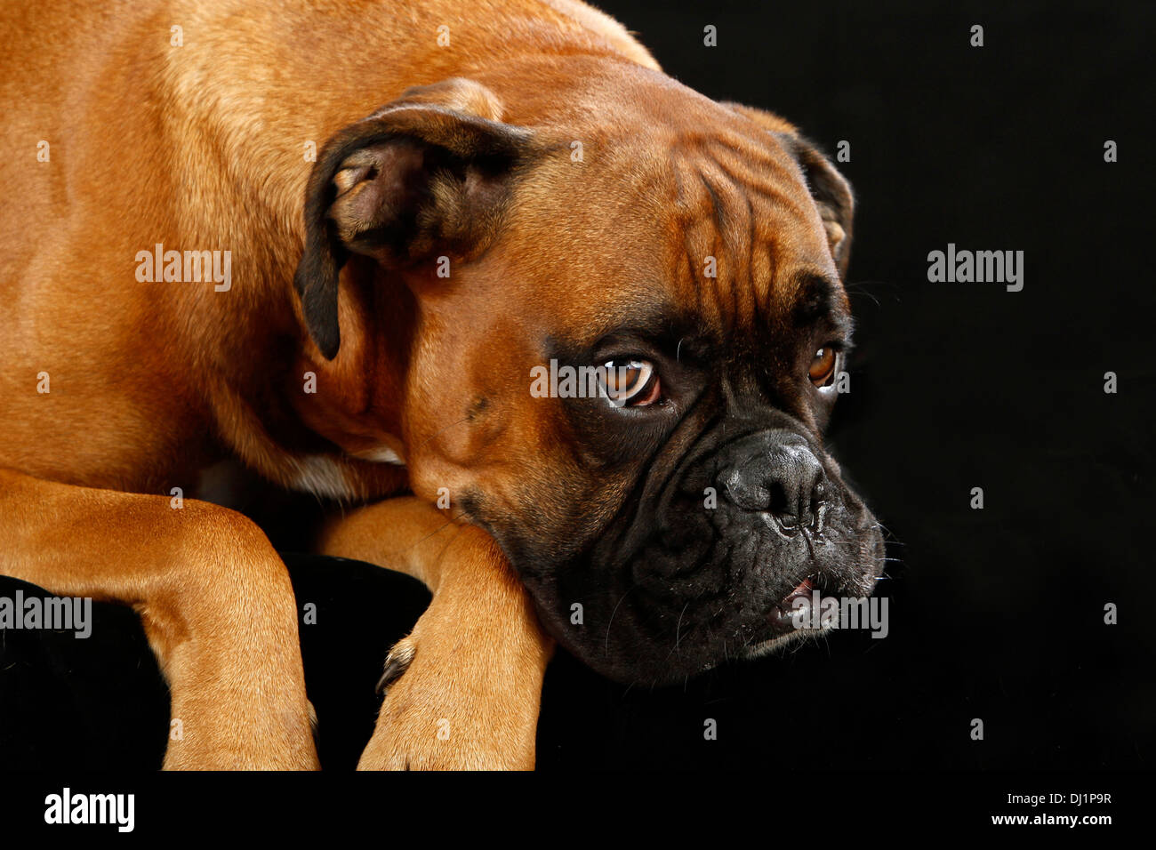 Boxer Adult dog looking doubtful Studio picture against black ...