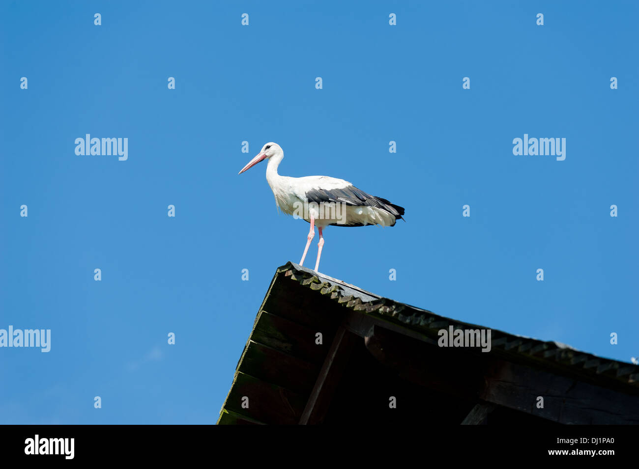Poland bird hi-res stock photography and images - Alamy
