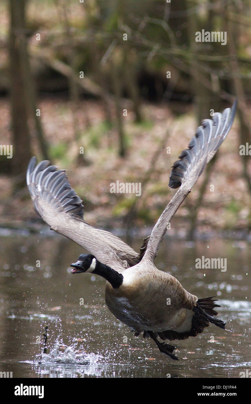 Canada goose action hi-res stock photography and images - Alamy