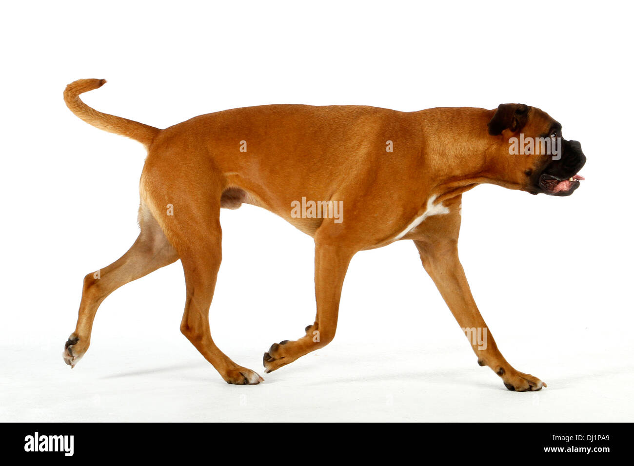 Boxer Male walking seen side-on Studio picture against white background ...