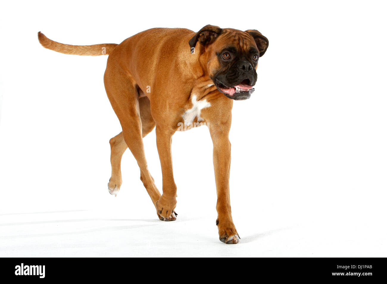 Boxer Male walking Studio picture against white background Stock Photo ...