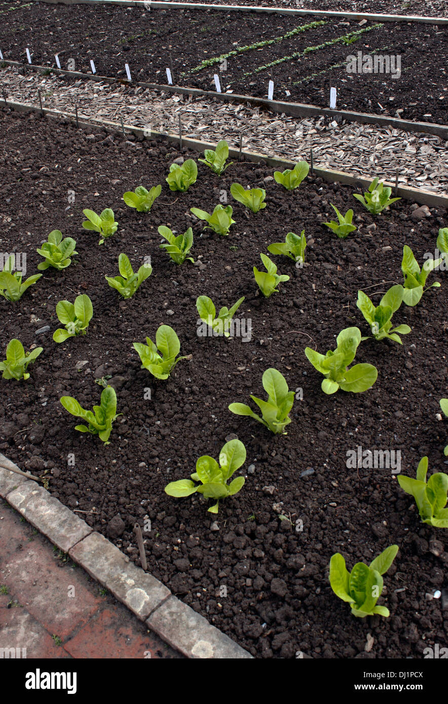 Young tender plants in hi-res stock photography and images - Alamy