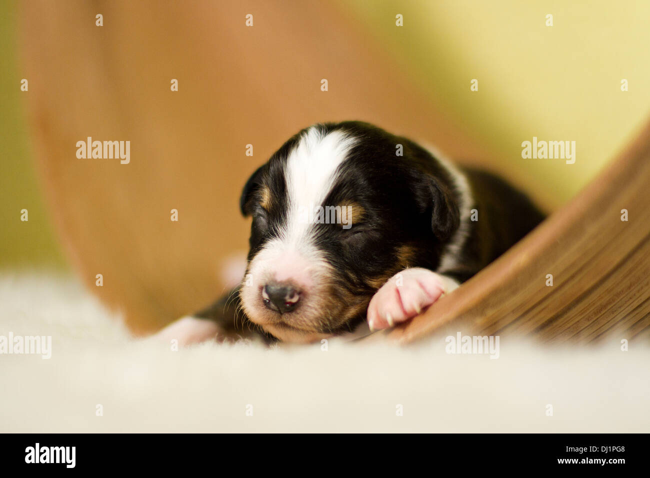 Australian shepherd puppy sleeping hi-res stock photography and images ...