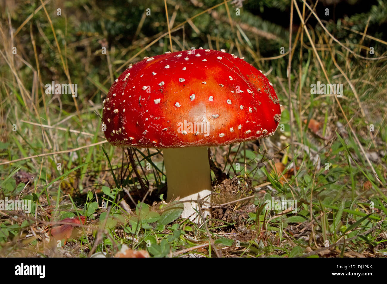 A beautiful red mushroom (Amanita muscaria) on the ground Stock Photo ...