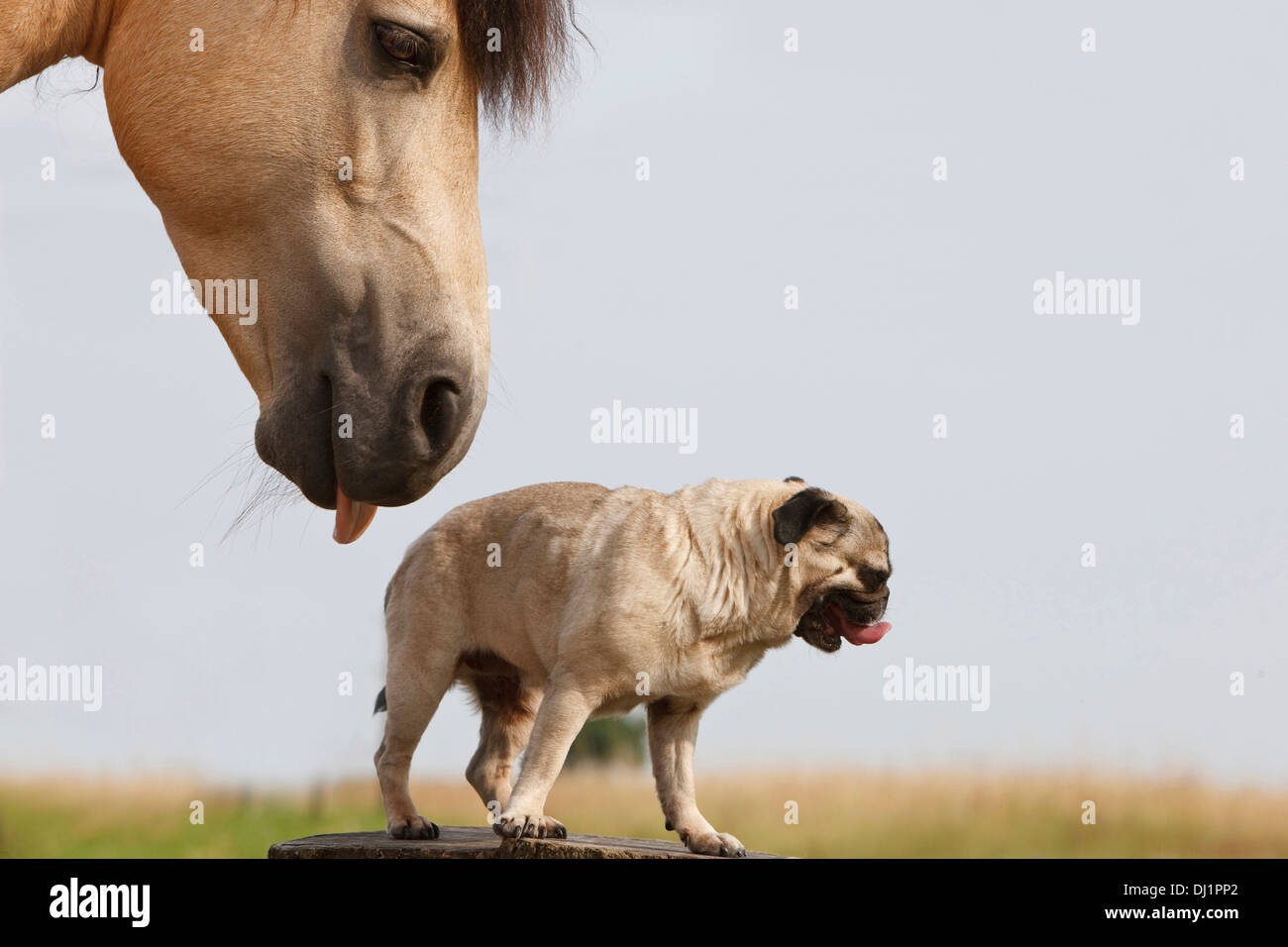 Bull Mastiff And Horse