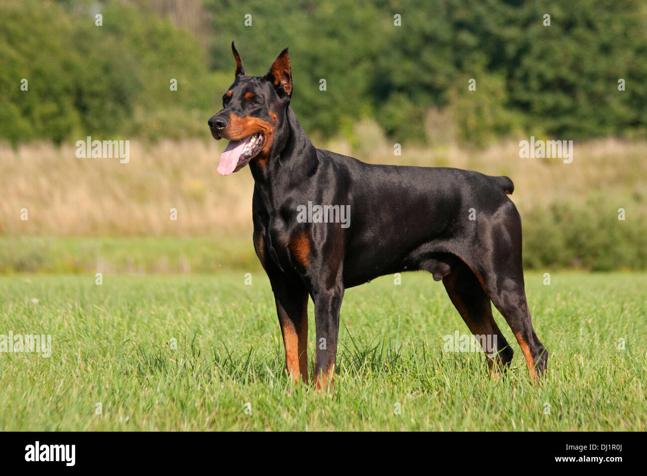 Doberman Pinscher Adult dog standing meadow Stock Photo - Alamy