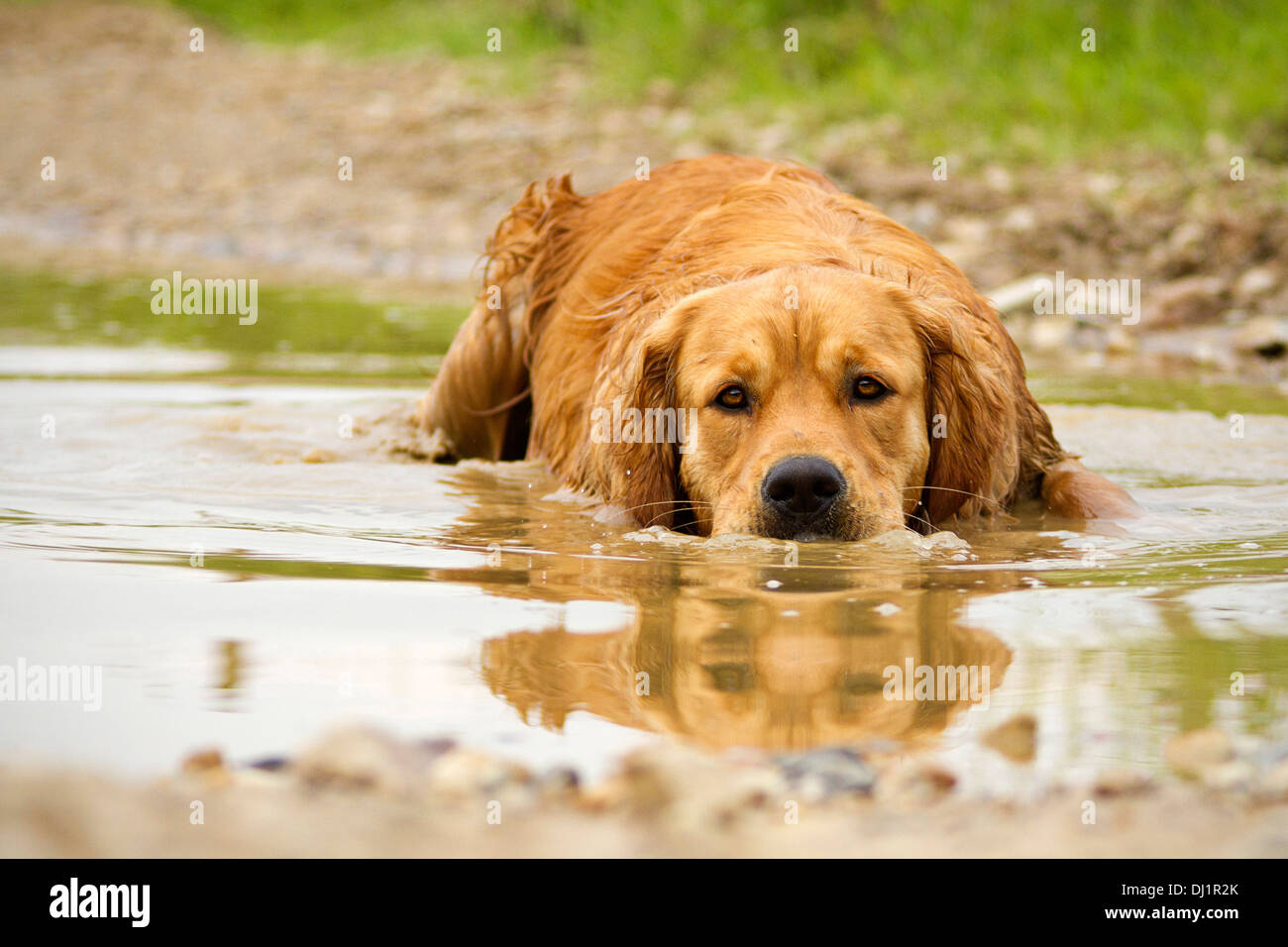 Golden Retriever Adult dog laying puddle Stock Photo - Alamy