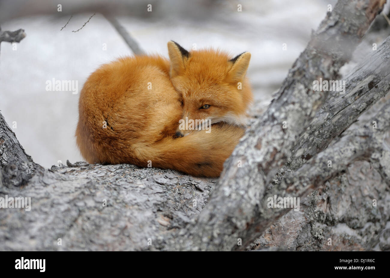 Red Fox (Vulpes vulpes). Adult curled up in a ball. Kronotsky ...