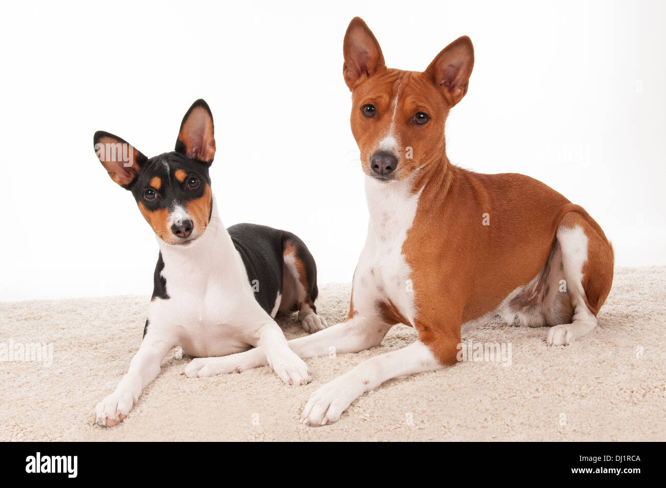 Basenji beach hi-res stock photography and images - Alamy