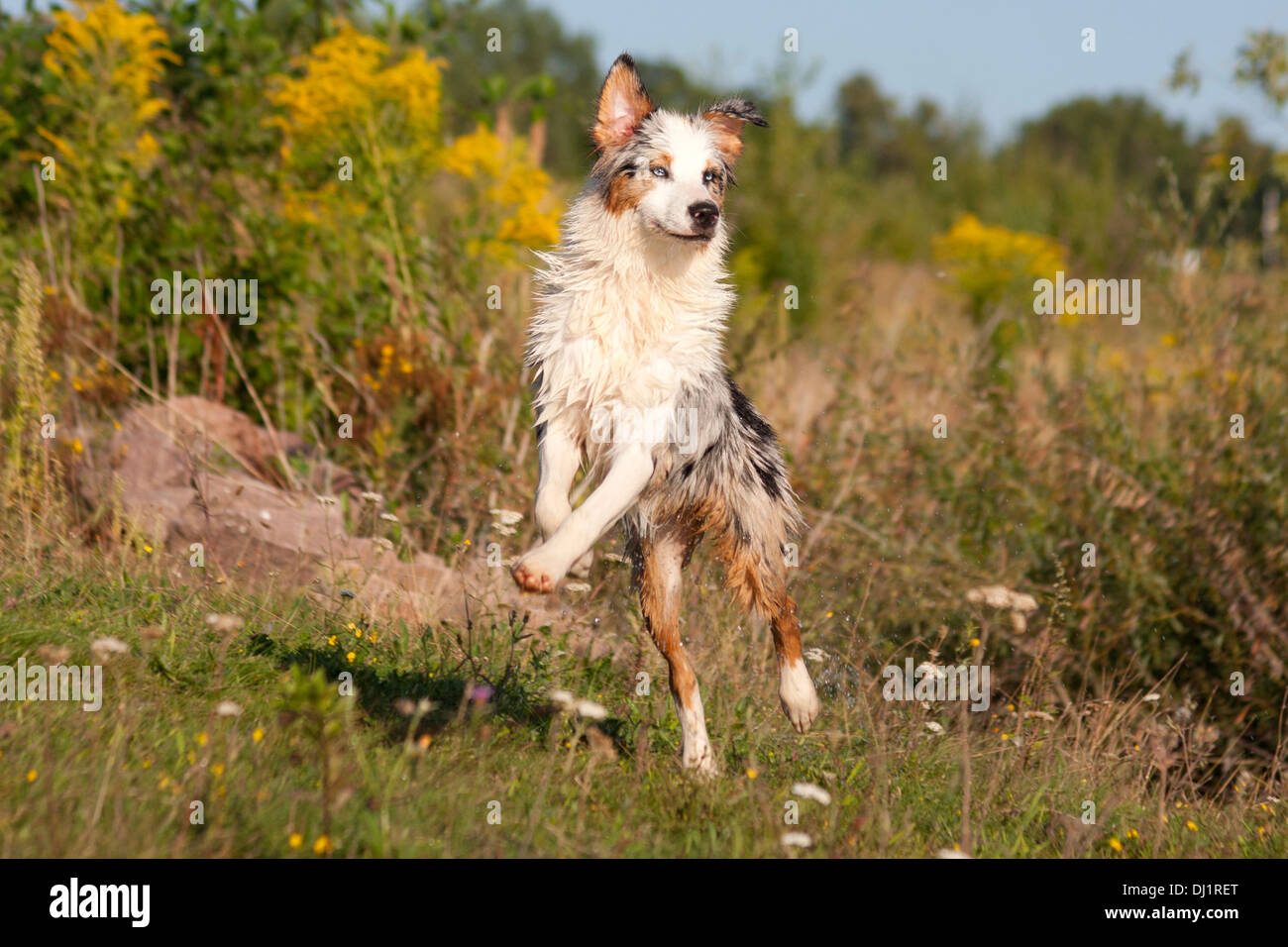 Australian Shepherd leaping meadow Stock Photo - Alamy