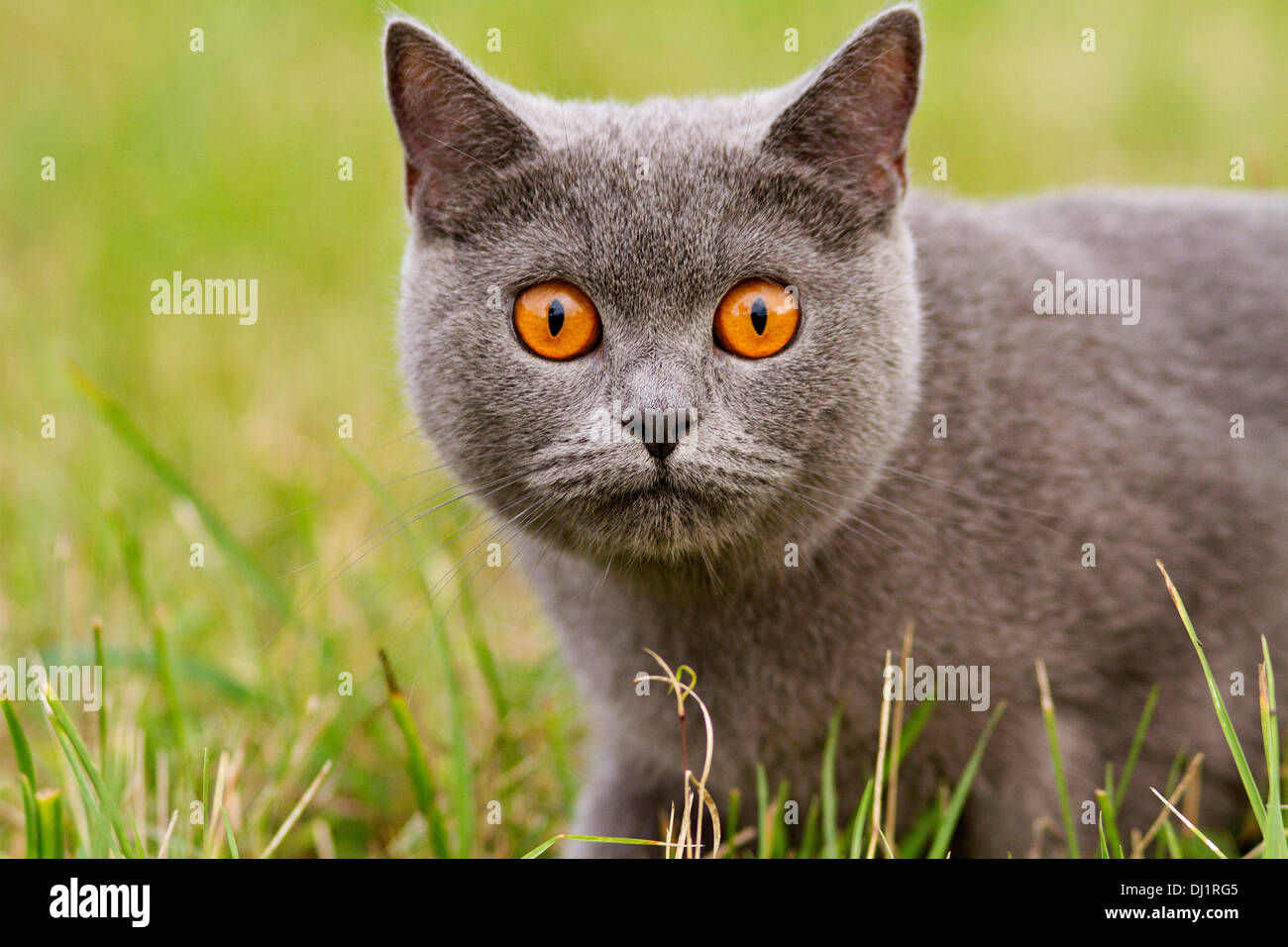 Chartreux cat portrait adult grass Stock Photo - Alamy