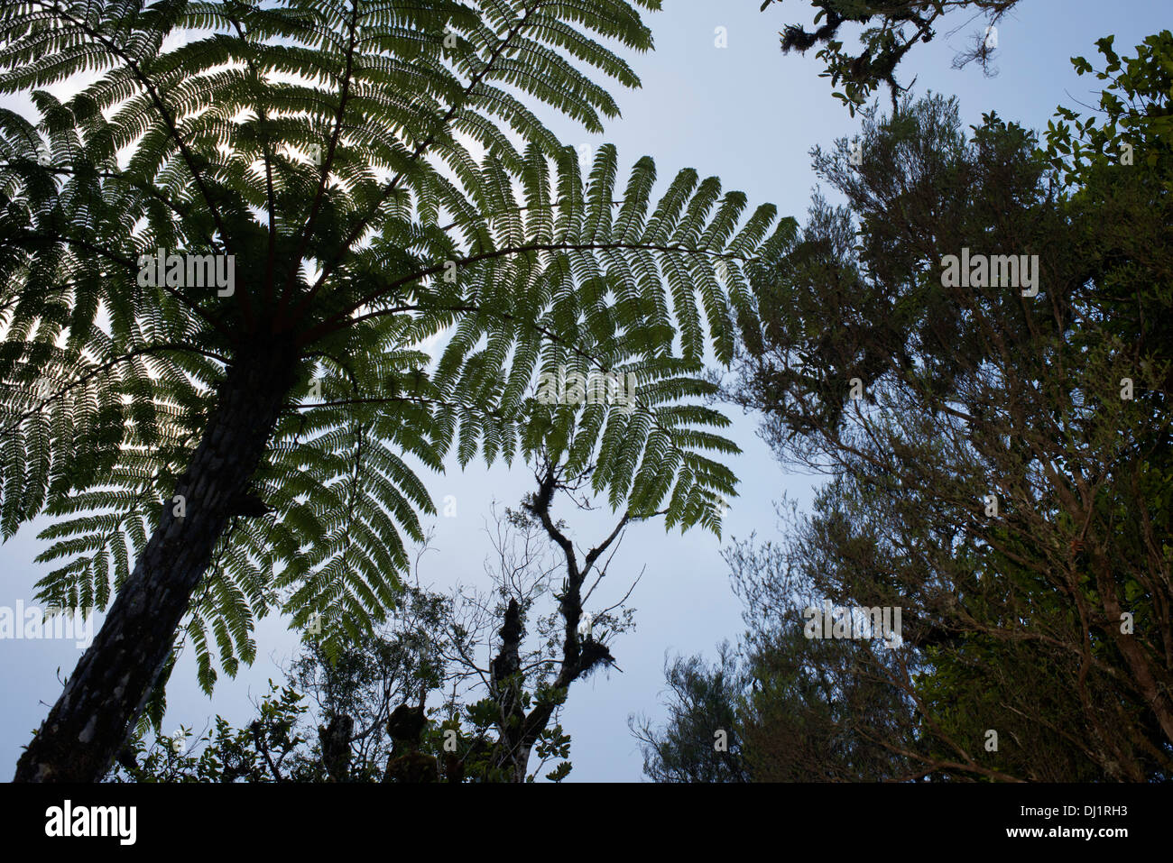 The scientific name is cyatheales hi-res stock photography and images ...